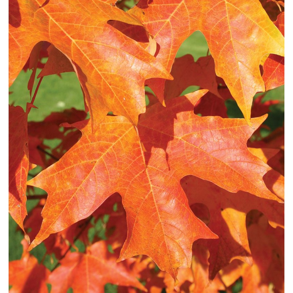 Trees - Salzsieder Nursery