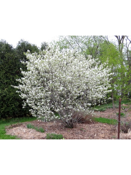 Amelanchier × grandiflora ‘Autumn Brilliance’ - Salzsieder Nursery