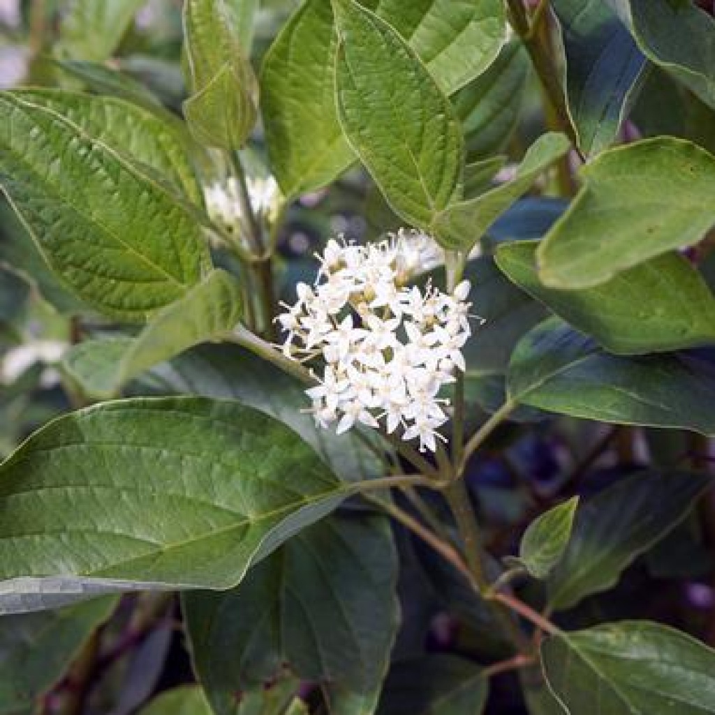 Cornus sericea ‘Cardinal’ - Salzsieder Nursery