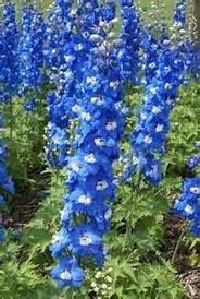 Delphinium elatum ‘Aurora Blue’ - Salzsieder Nursery