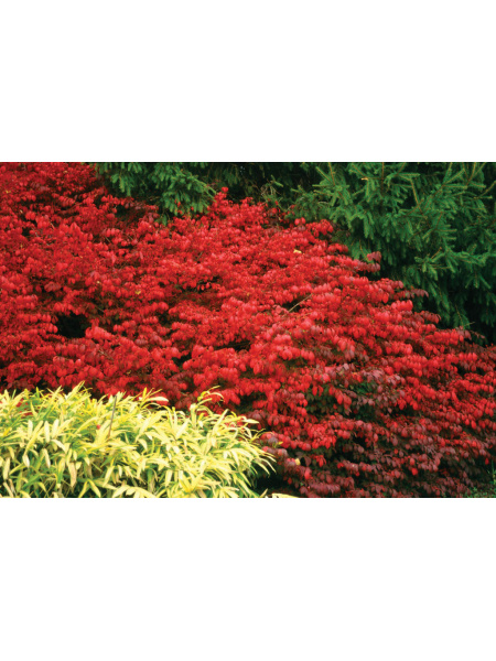 Euonymus alatus Fire Ball® Burning Bush - Salzsieder Nursery