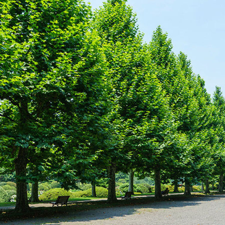 EXCLAMATION! ™ London planetree - Salzsieder Nursery