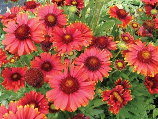 Gaillardia aristata ‘Arizona Red Shades’ - Salzsieder Nursery