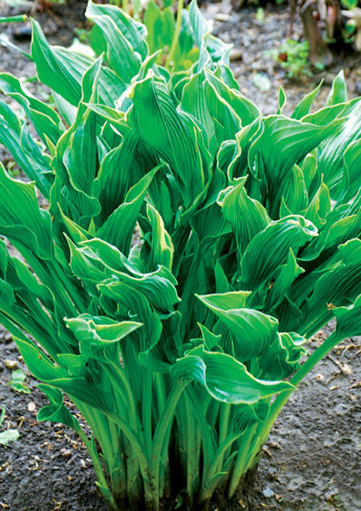 Hosta ‘Praying Hands’ - Salzsieder Nursery