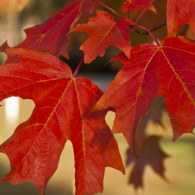 Matador™ Maple - Salzsieder Nursery