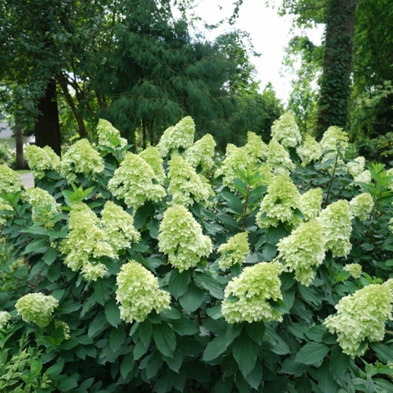 Hydrangea Lime Light Prime Hydrangea - Salzsieder Nursery