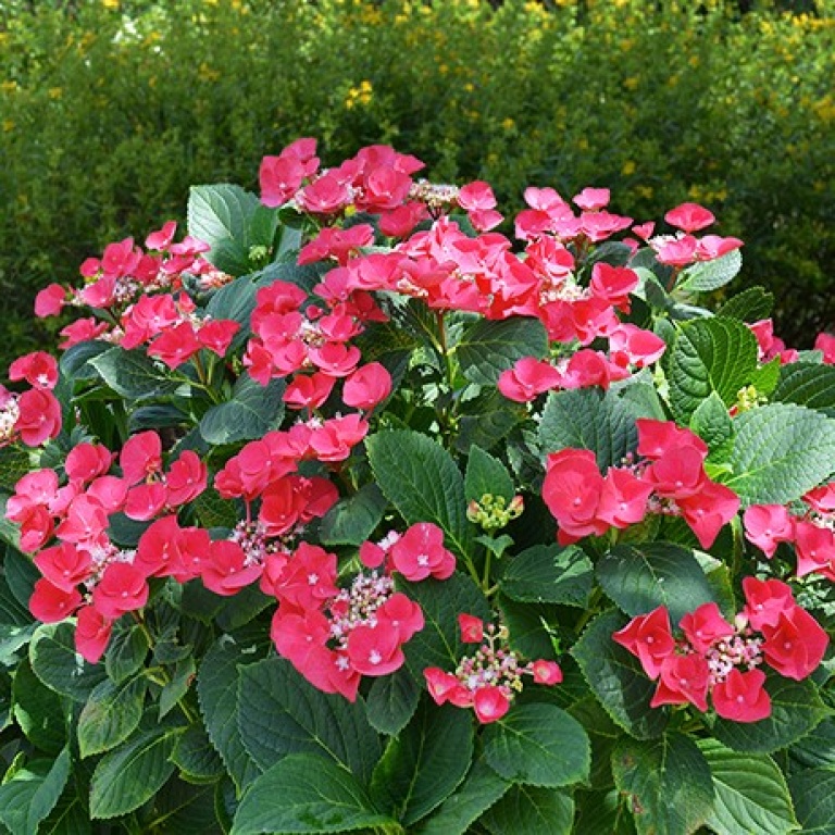 Cherry Explosion Hydrangea - Salzsieder Nursery