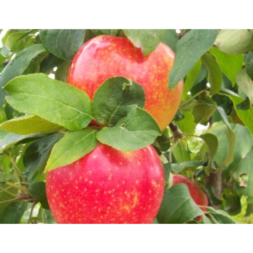 Malus ‘Minnewashta’ – Apple, Zestar!® - Salzsieder Nursery
