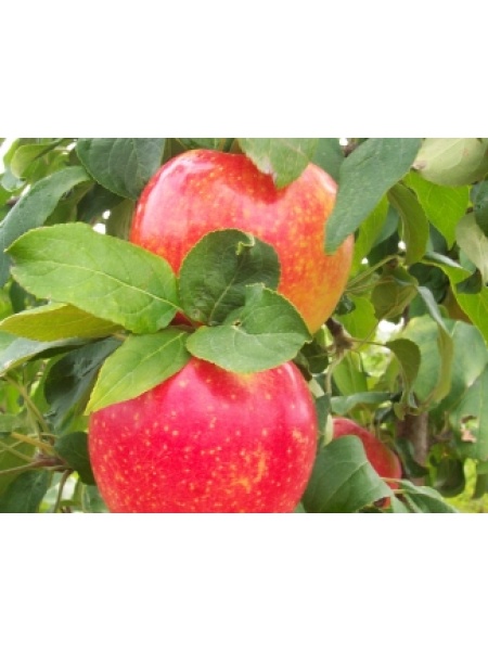 Malus ‘Minnewashta’ – Apple, Zestar!® - Salzsieder Nursery
