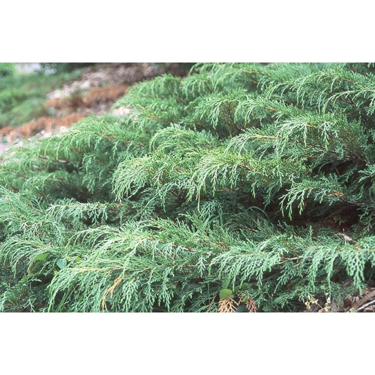 Microbiota decussata Siberian Cypress or Russian Cypress - Salzsieder ...