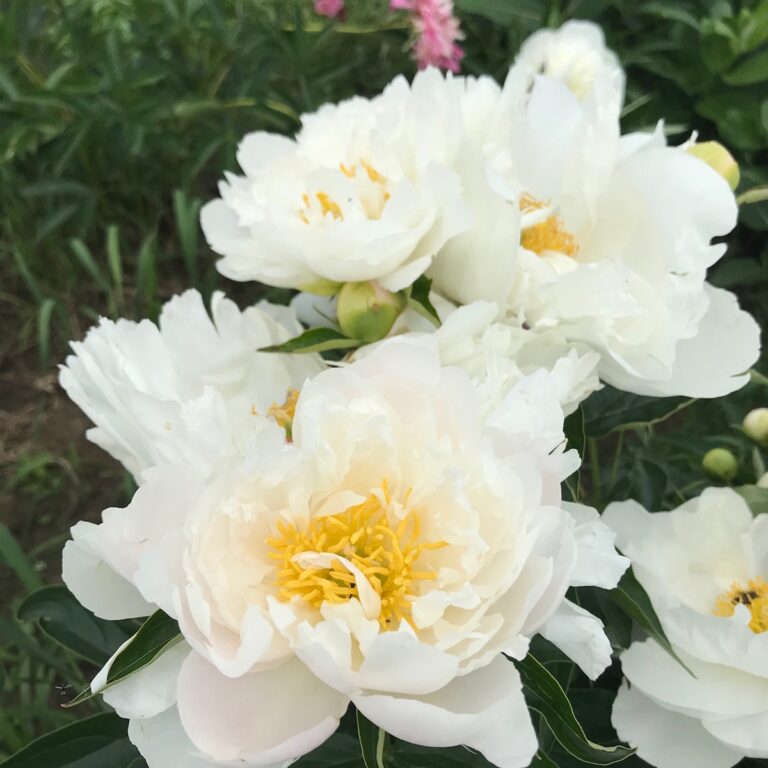 Miss America Peony - Salzsieder Nursery