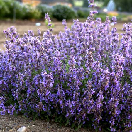 Nepeta faassenii ‘Purrsian Blue’ - Salzsieder Nursery