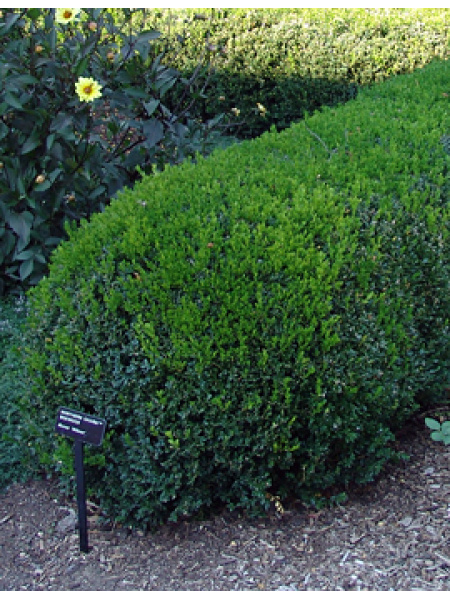 Buxus ‘Wilson’ Northern Charm™ Boxwood - Salzsieder Nursery