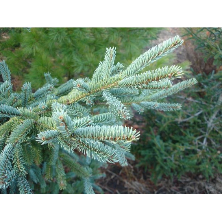 Picea glauca White Spruce - Salzsieder Nursery