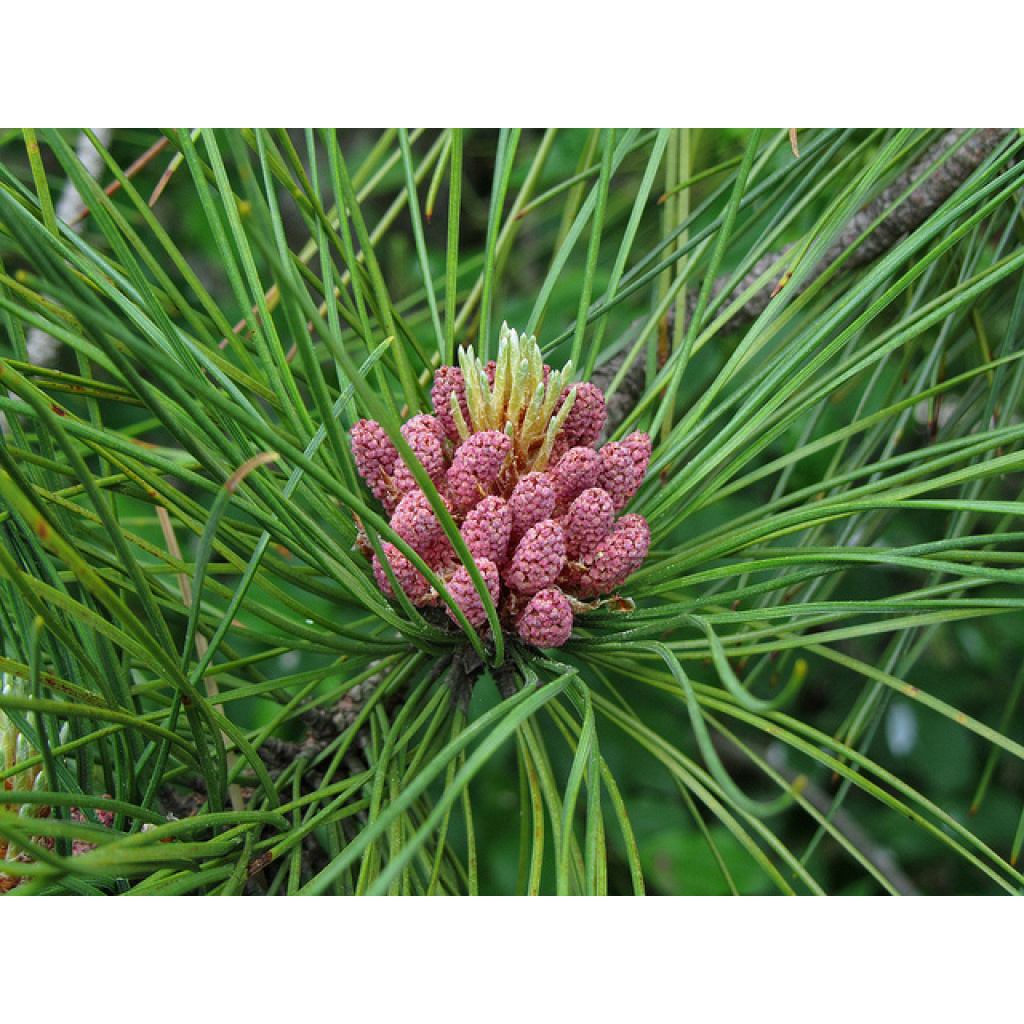 Pinus resinosa Red Pine - Salzsieder Nursery