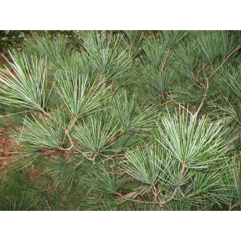 Pinus strobus White Pine - Salzsieder Nursery