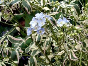 Polemonium reptans ‘Stairway to Heaven’ - Salzsieder Nursery
