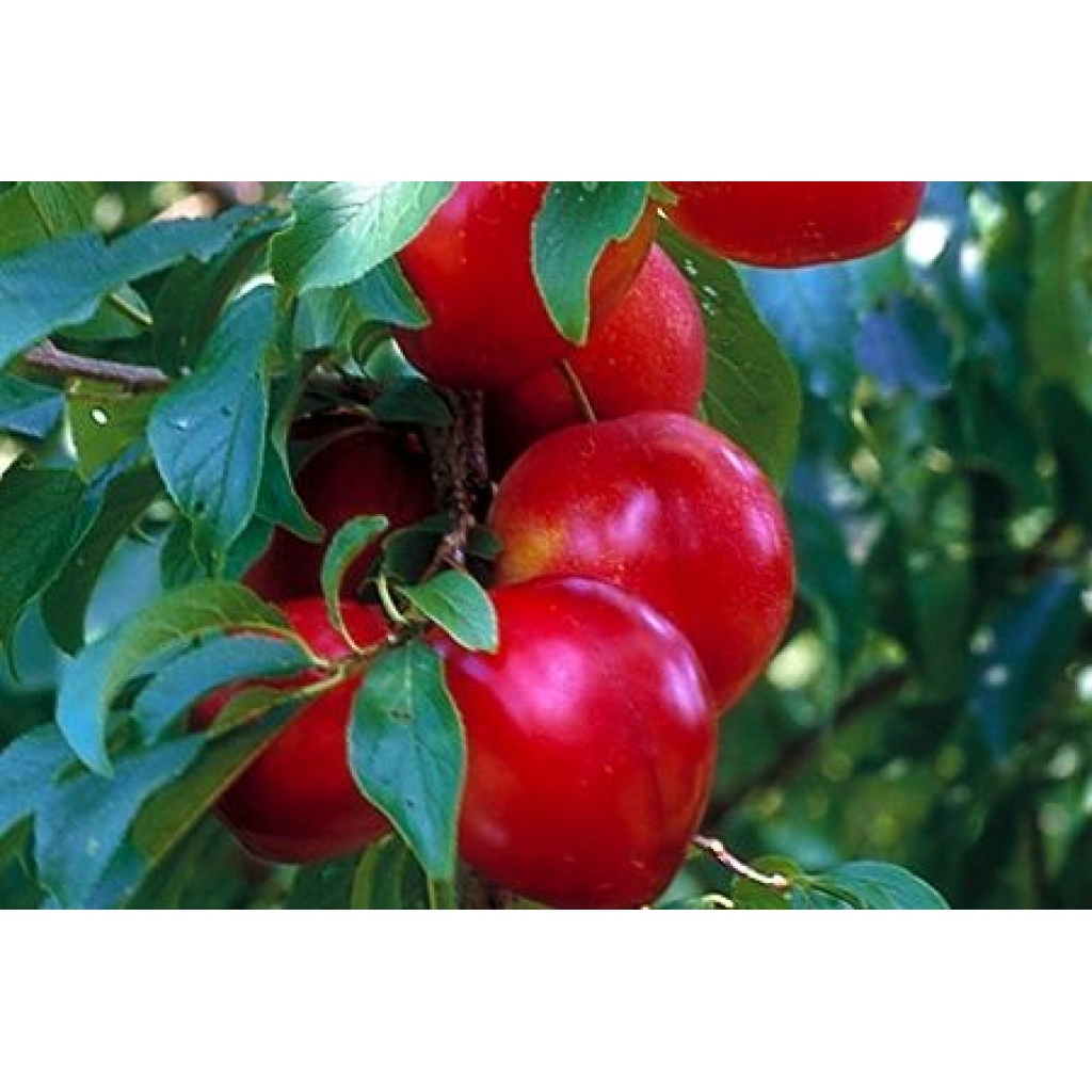 Prunus ‘Alderman’ - Salzsieder Nursery