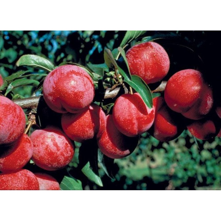 Pembina Plum - Salzsieder Nursery