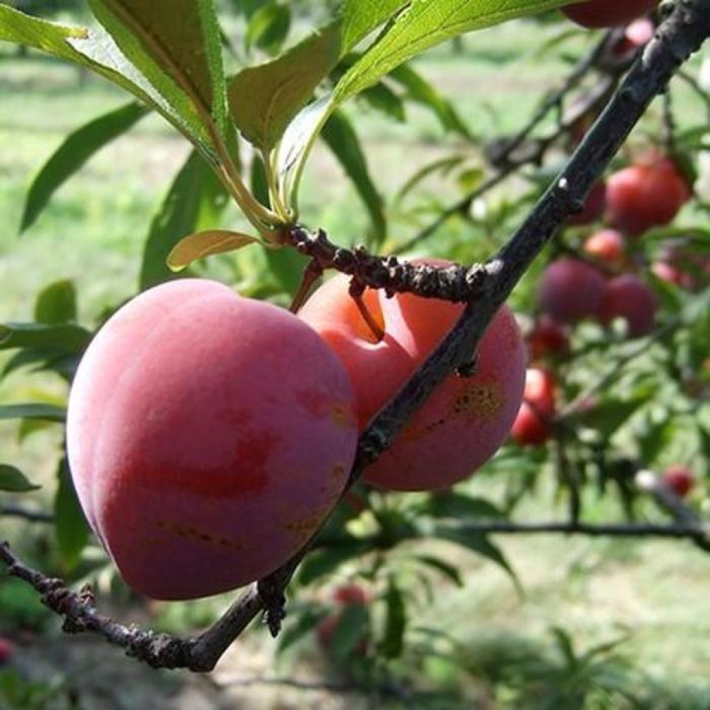 Prunus ‘Superior’ - Salzsieder Nursery