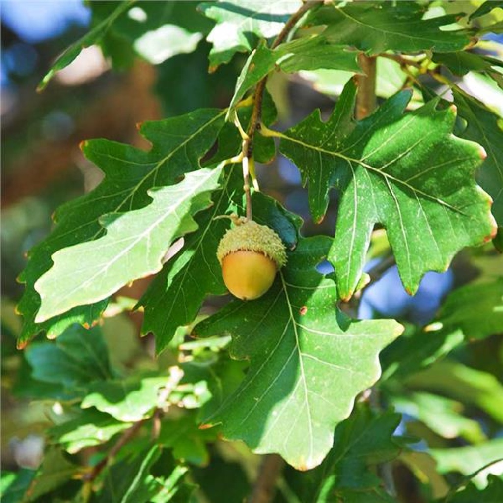 Quercus bicolor Swamp White Oak - Salzsieder Nursery