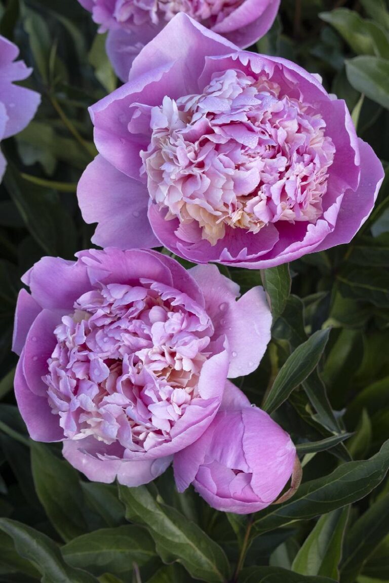 Raspberry Sundae Peony - Salzsieder Nursery