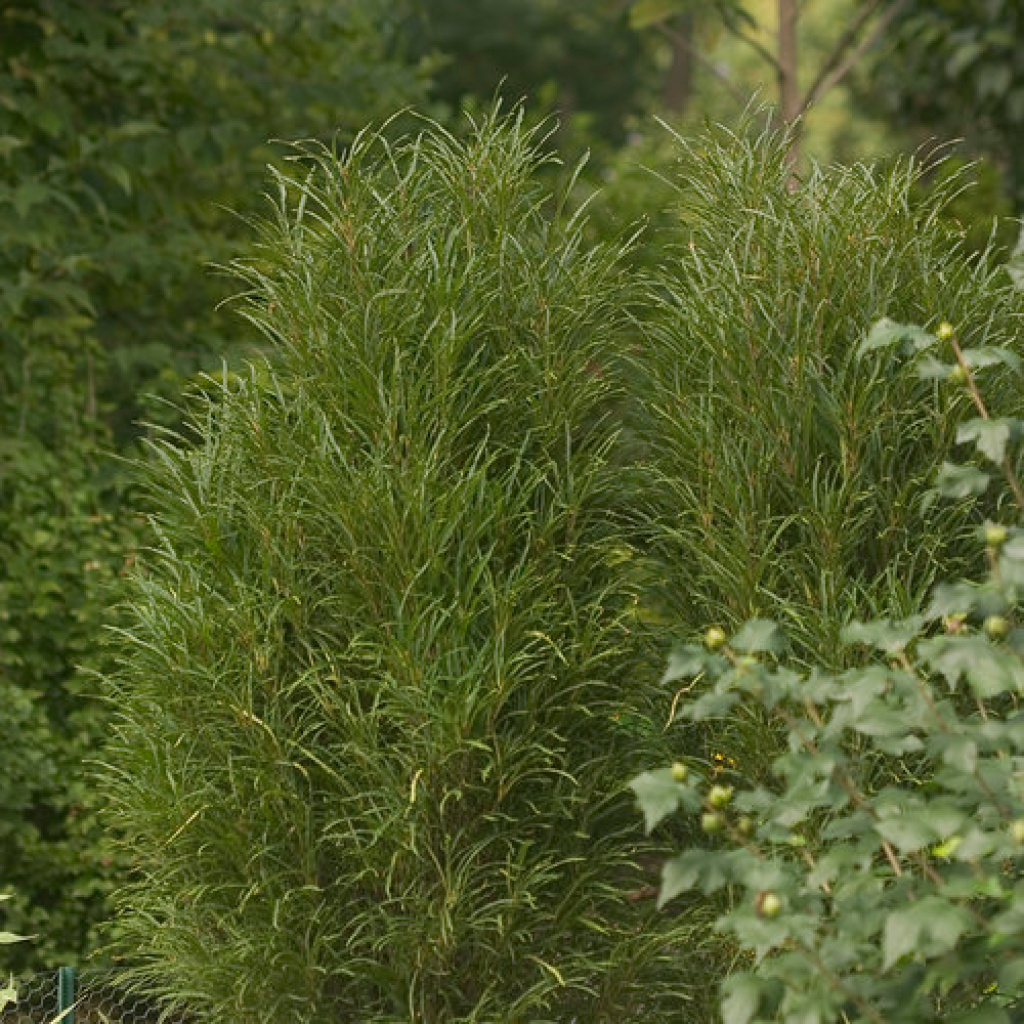 Rhamnus frangula – Fine Line® Buckthorn - Salzsieder Nursery
