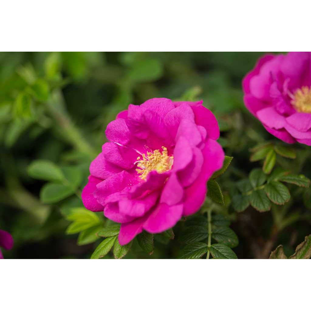 Rosa Lotty’s Love Rose - Salzsieder Nursery