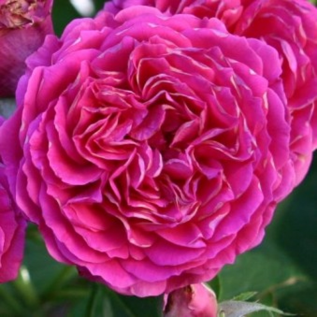 Ruby Voodoo Rose - Salzsieder Nursery