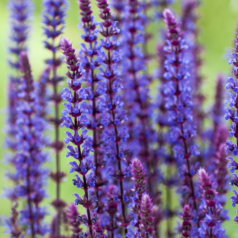 Salvia nemorosa ‘Caradonna’ - Salzsieder Nursery
