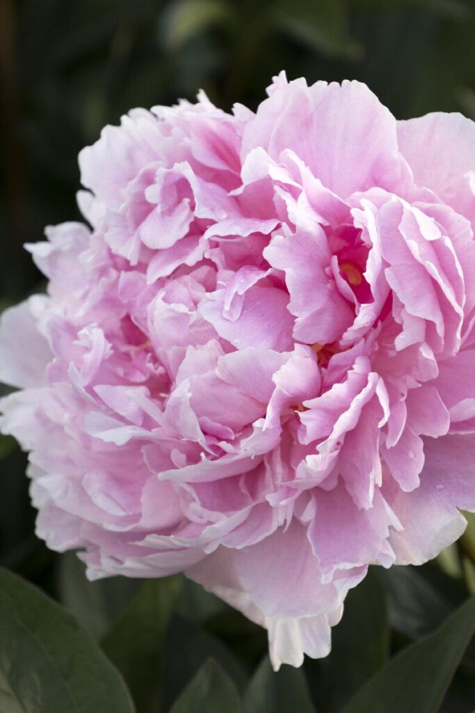 Sarah Bernhardt Peony - Salzsieder Nursery