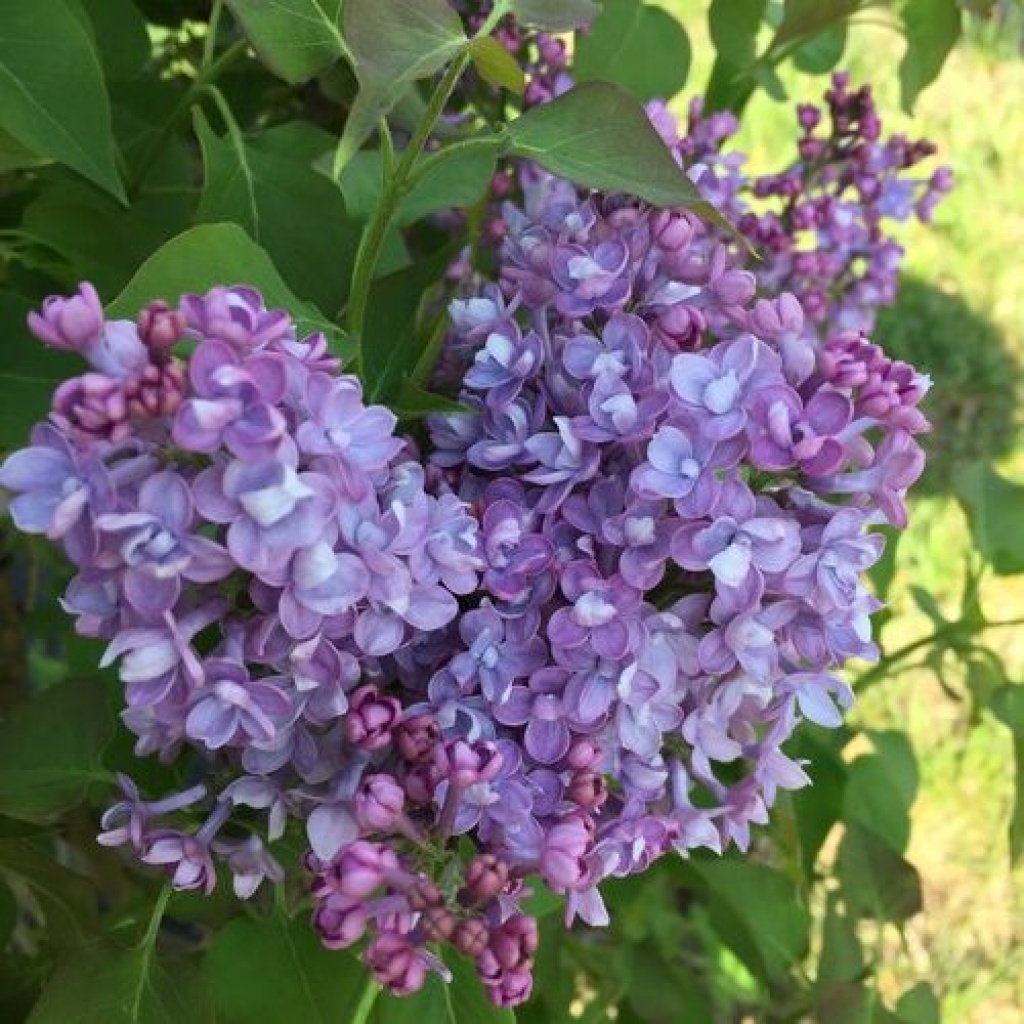 Scentara® Double Blue Lilac Syringa hyacinthiflora - Salzsieder Nursery