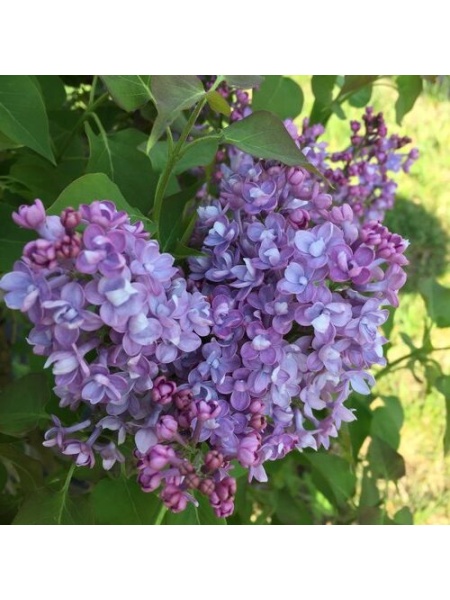 Scentara® Double Blue Lilac Syringa hyacinthiflora - Salzsieder Nursery