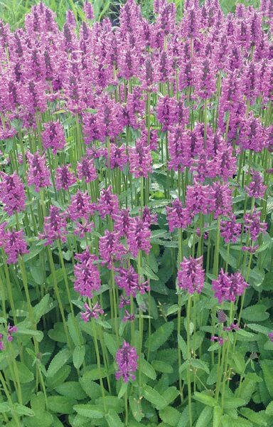 Stachys × ‘Summer Romance’ - Salzsieder Nursery