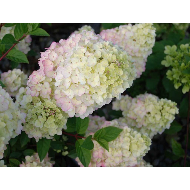 Strawberry Sundae Hydrangea - Salzsieder Nursery
