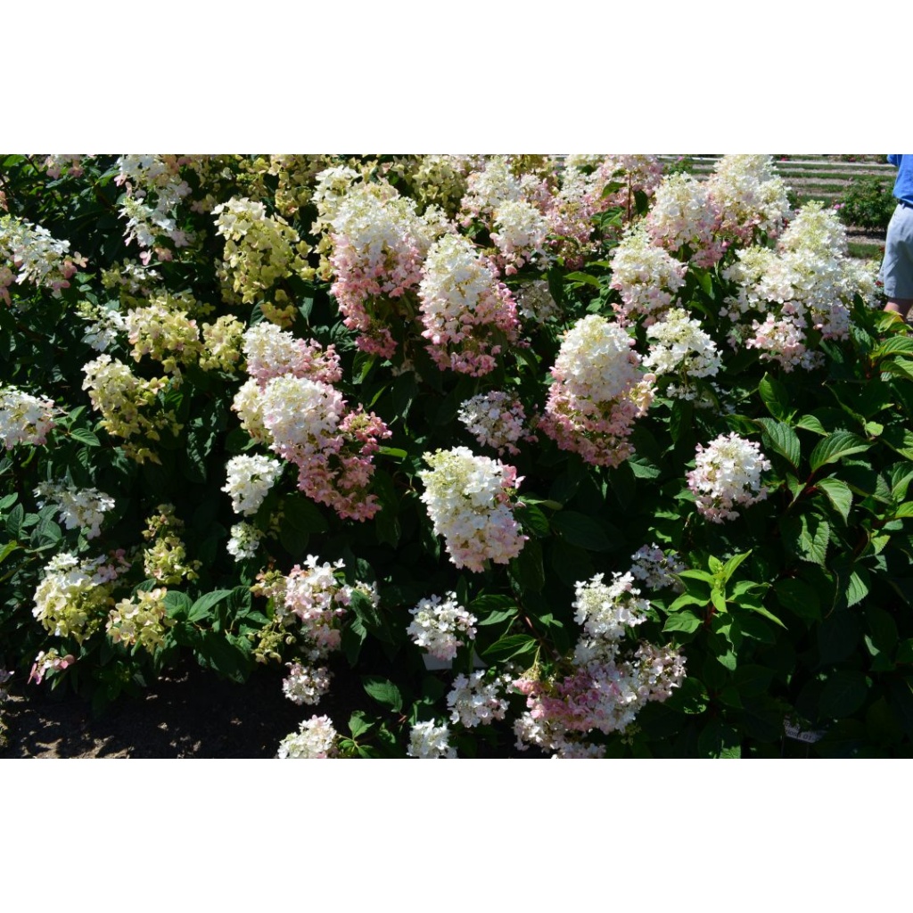 Tickled Pink® Panicle Hydrangea - Salzsieder Nursery