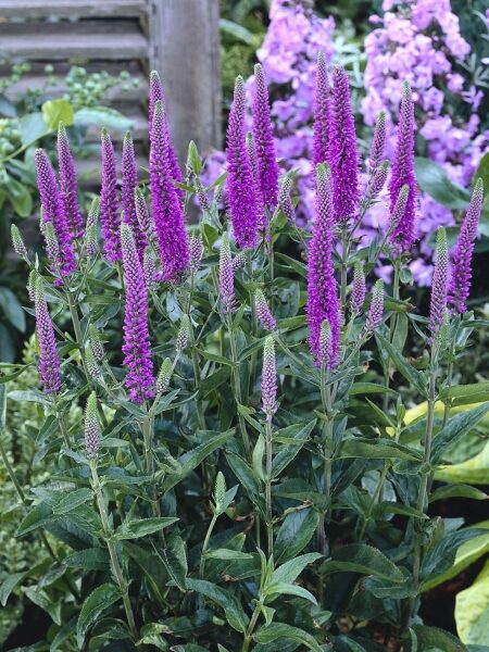 Veronica ‘Purpleicious’ – Salzsieder Nursery