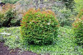 Viburnum trilobum ‘Spring Red Compact’ - Salzsieder Nursery