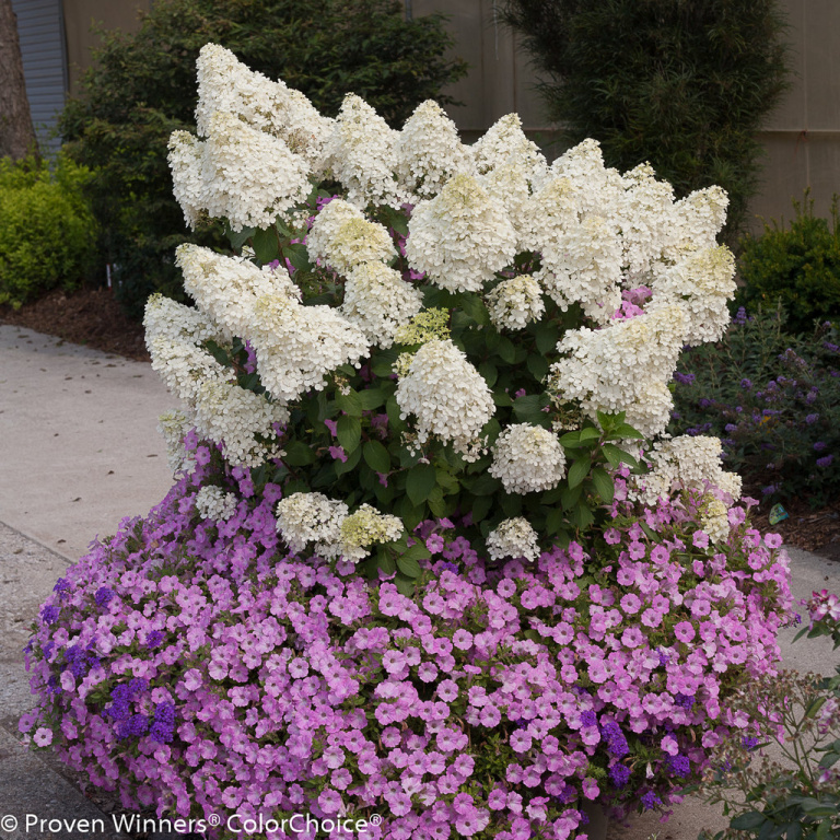 Bobo Hydrangea - Salzsieder Nursery