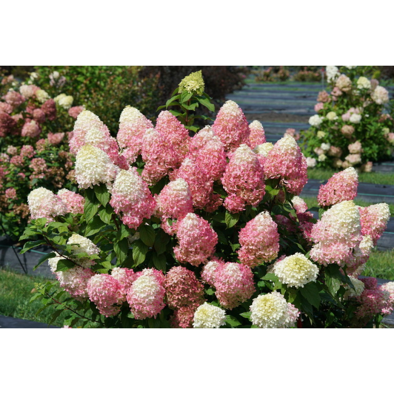 Quick Fire Hydrangea - Salzsieder Nursery