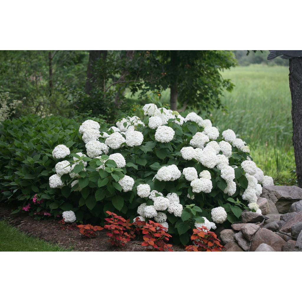 Incrediball Hydrangea - Salzsieder Nursery