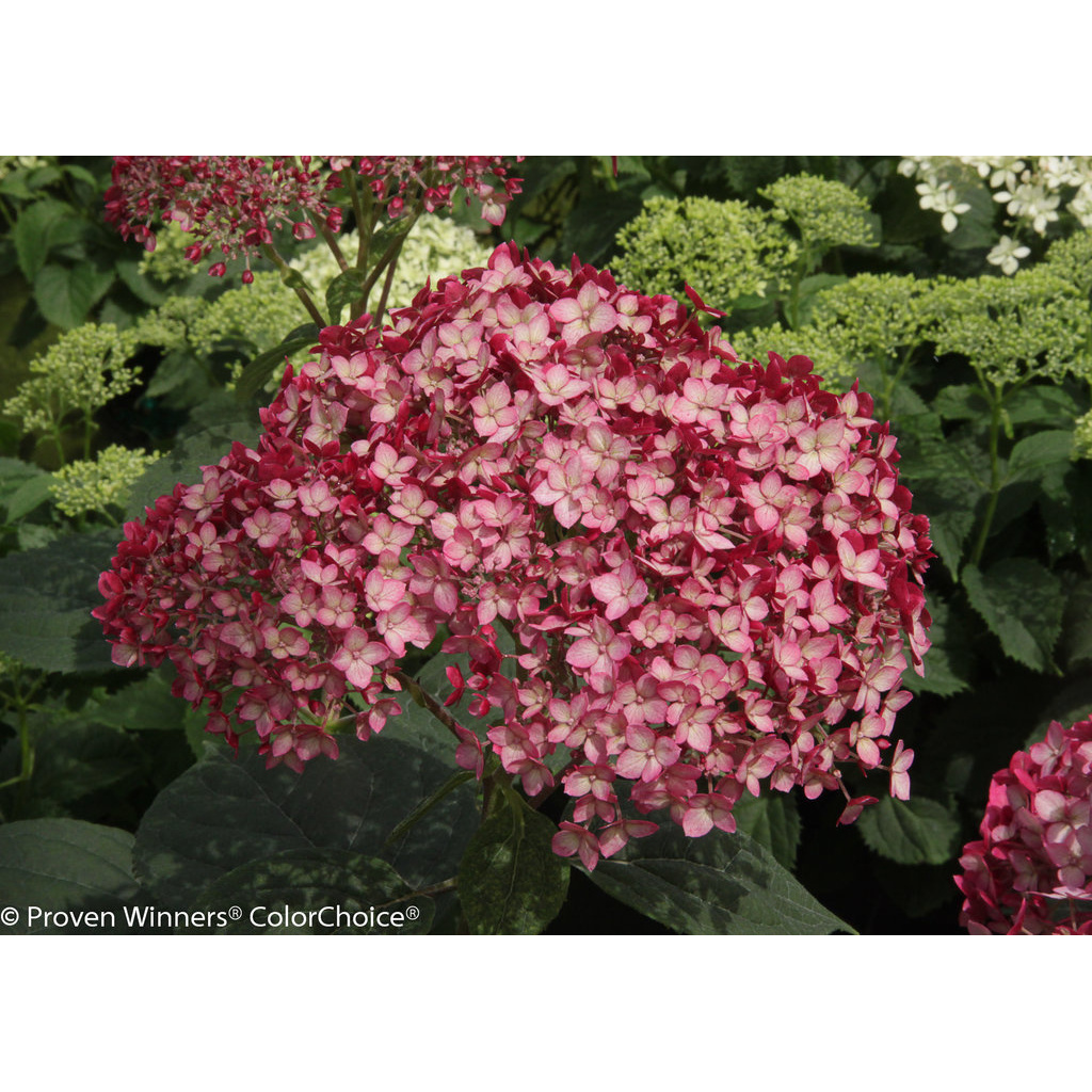 Invincibelle® Ruby Hydrangea - Salzsieder Nursery
