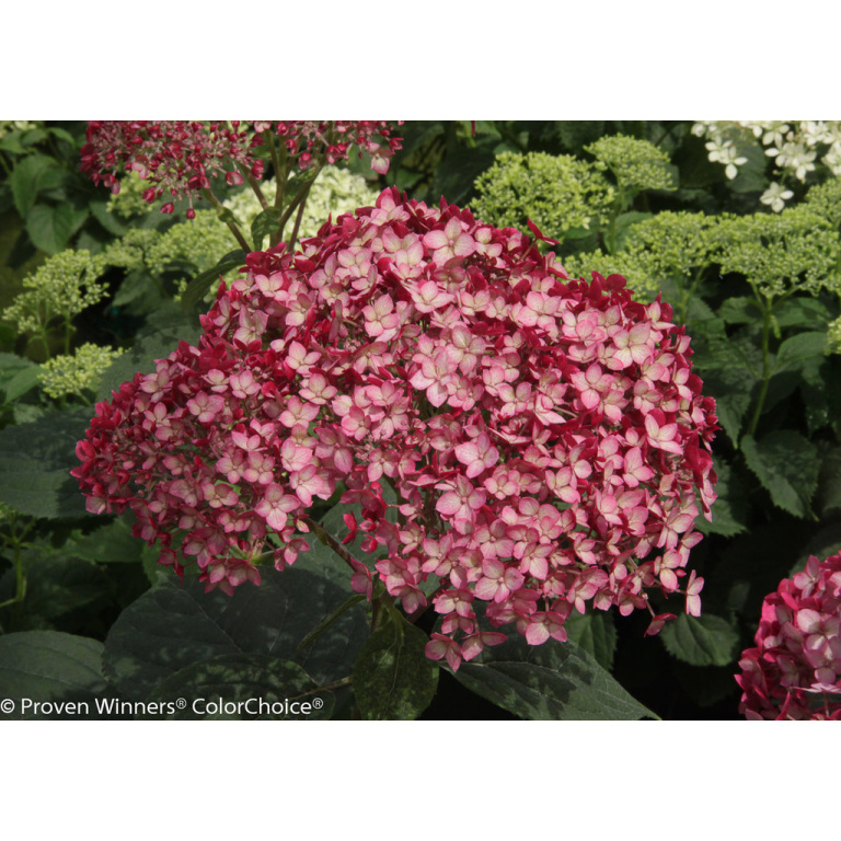 Invincibelle® Ruby Hydrangea - Salzsieder Nursery