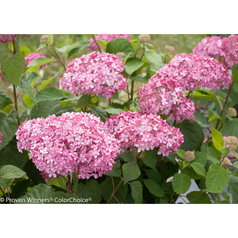 Invincibelle Spirit II Hydrangea - Salzsieder Nursery