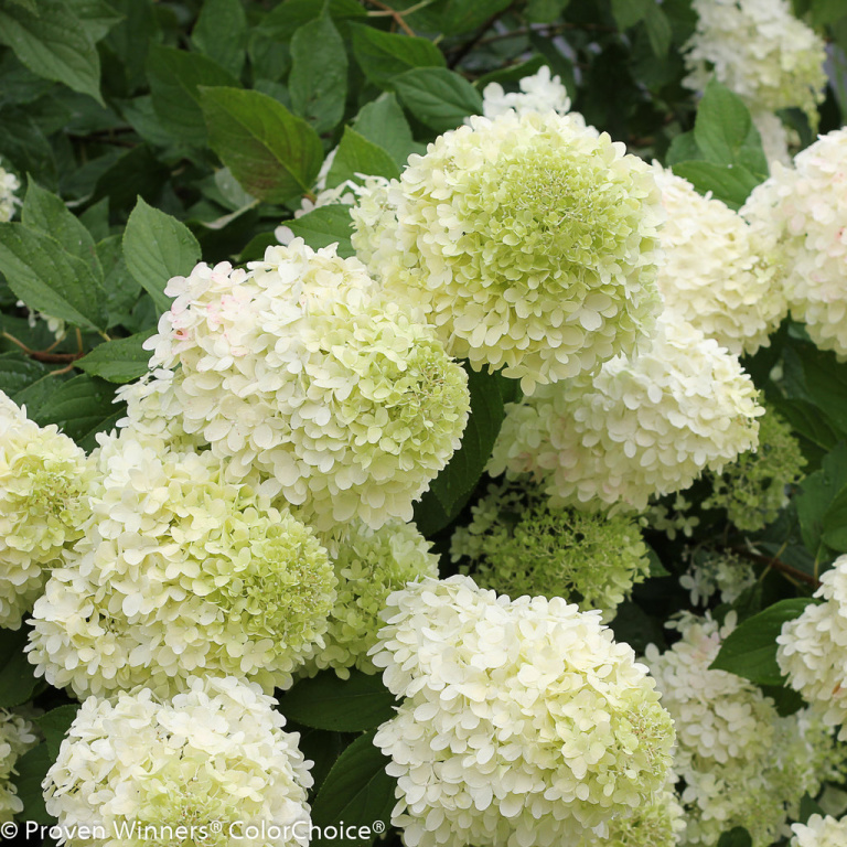 Lime Light Tree Form Hydrangea - Salzsieder Nursery