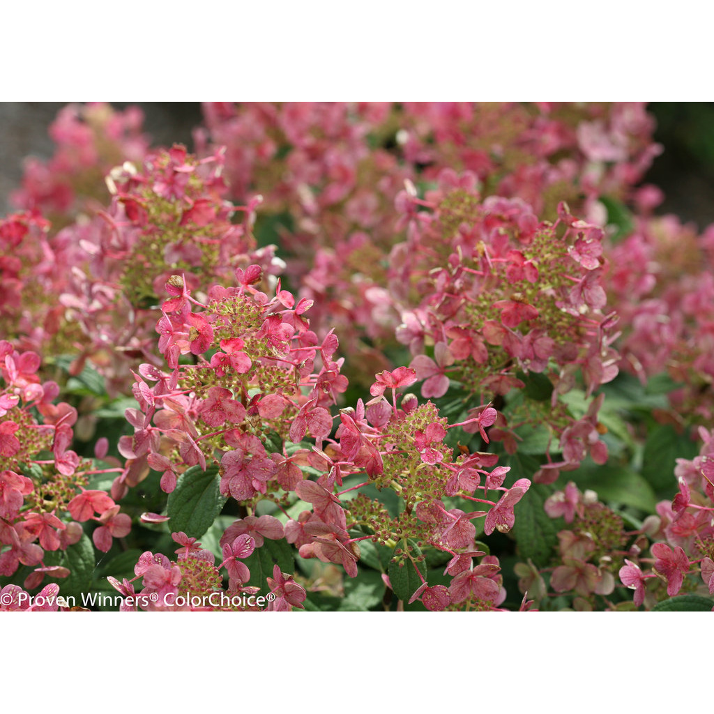 Quick Fire Tree Form Hydrangea - Salzsieder Nursery