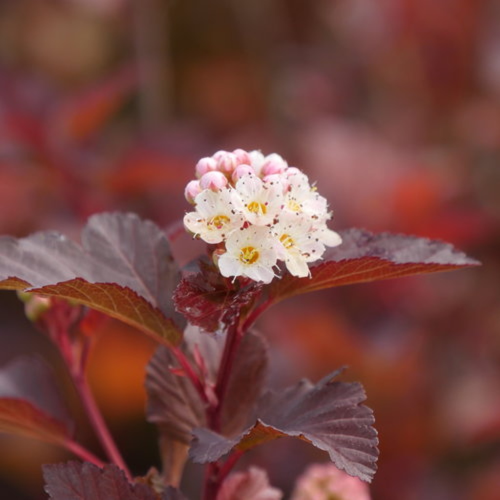 Physocarpus opulifolius – Ginger Wine™ Ninebark - Salzsieder Nursery