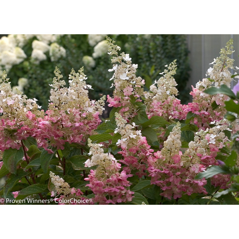 Pinky Winky Hydrangea - Salzsieder Nursery