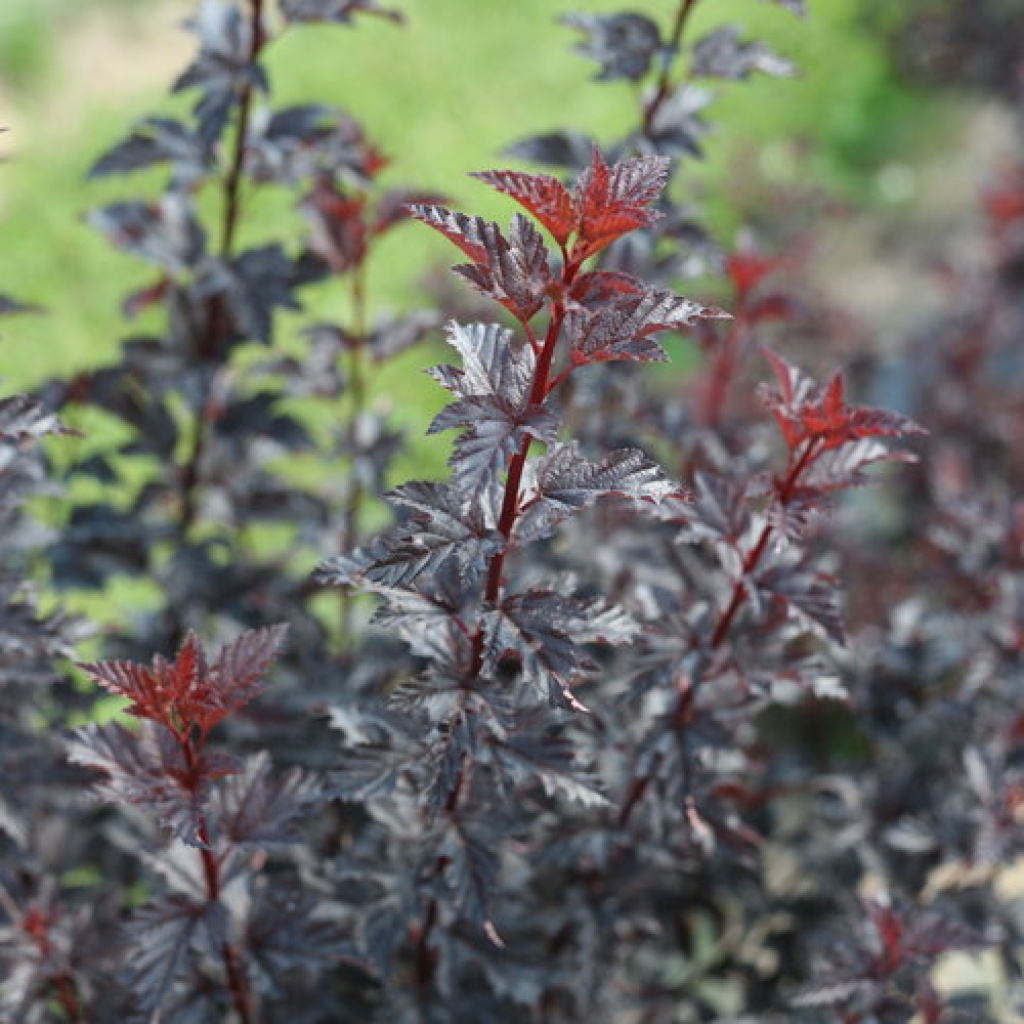 Physocarpus opulifolius – Summer Wine® Ninebark - Salzsieder Nursery