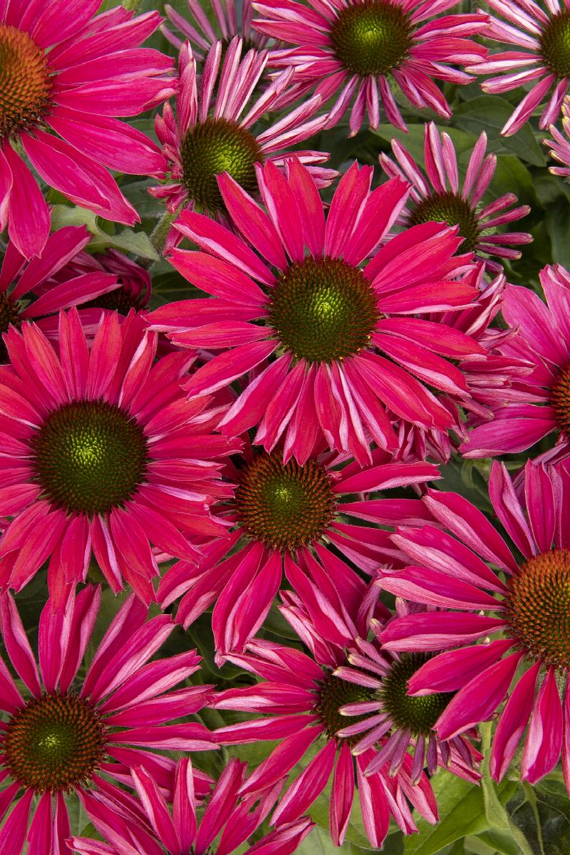 Echinacea Kismet™ Raspberry - Salzsieder Nursery